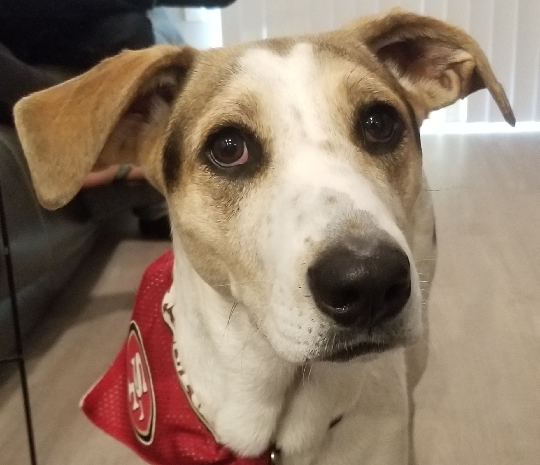 Callie the Service Dog | Xochitl Dixon